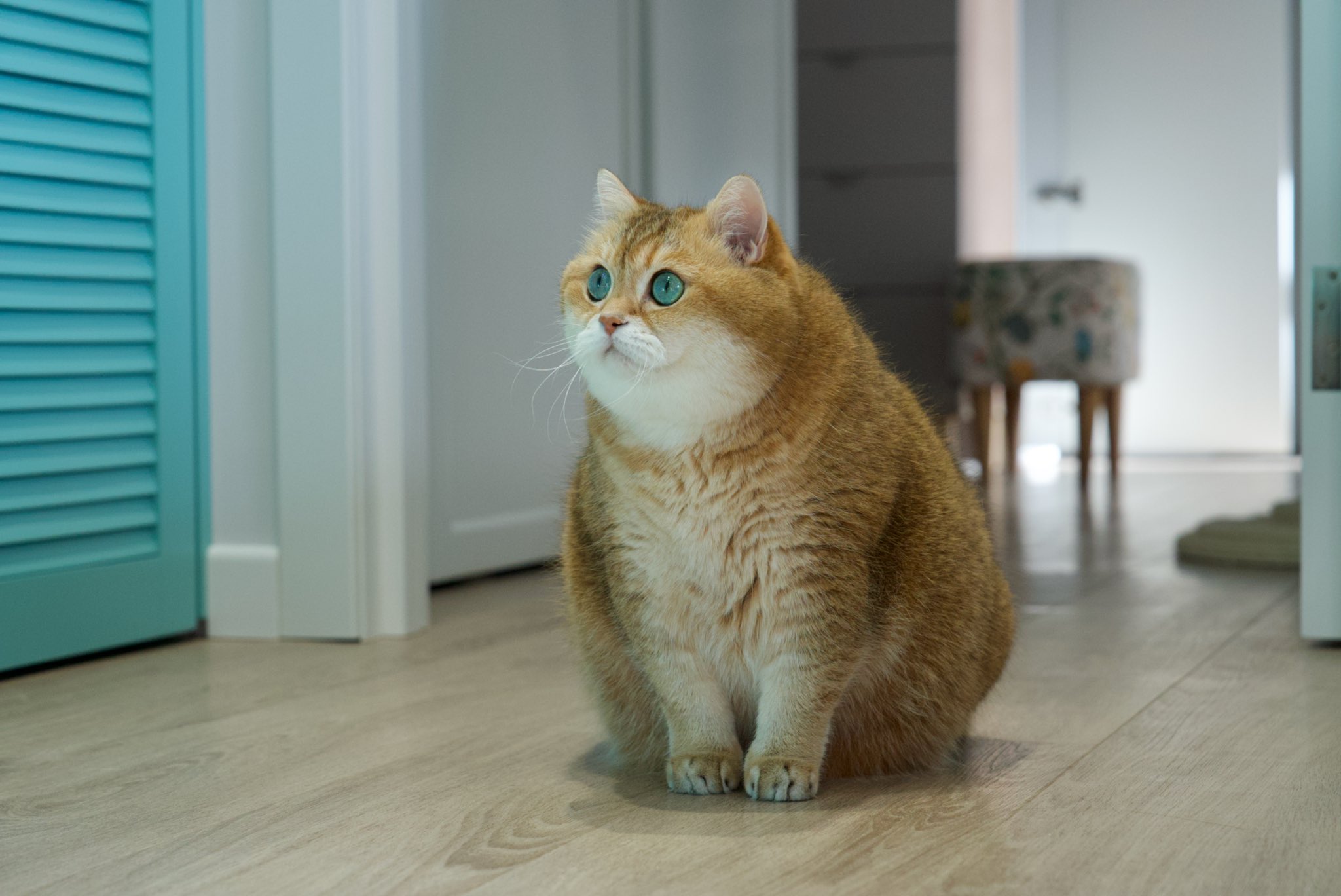 Hosico cat store