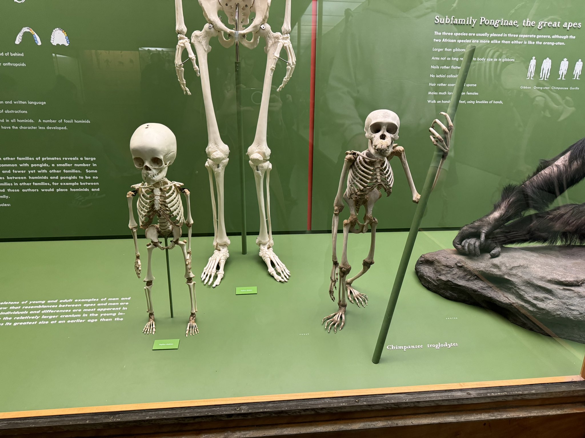 Gibbon Skeleton Siamang Foot, Articulated Rigid Bone Clones