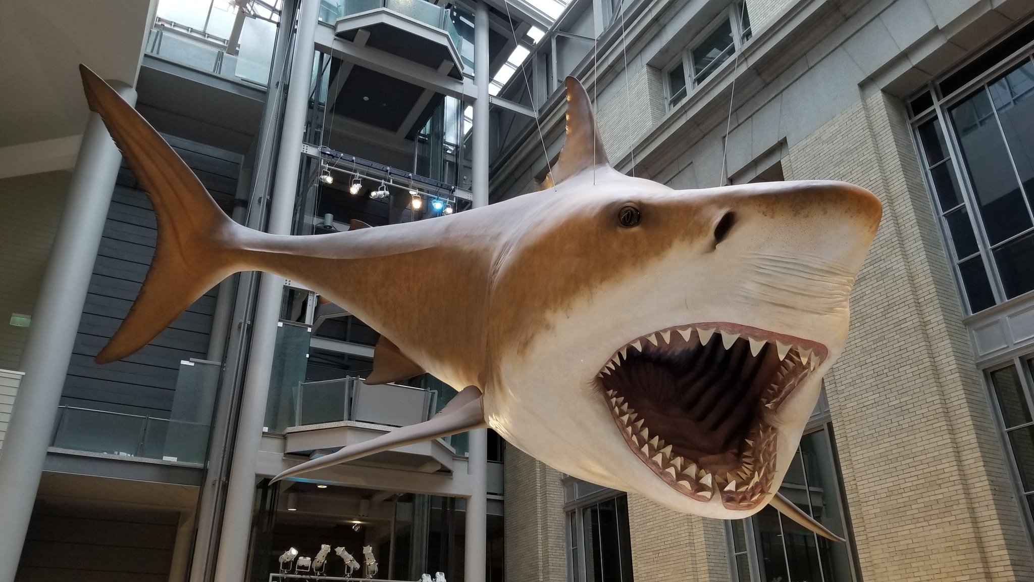 Megalodon Skelett A Photographer Shoots Into The Mouth Of A Model