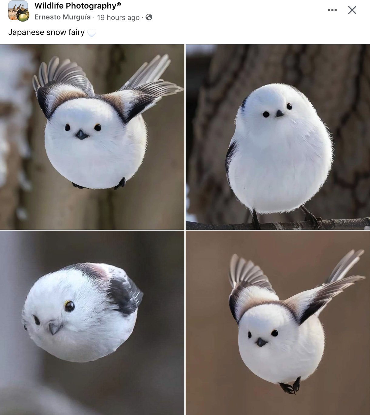 Snow Fairy Memes Gray Fullbuster Texas Snow Storm Fairy Tail Meme