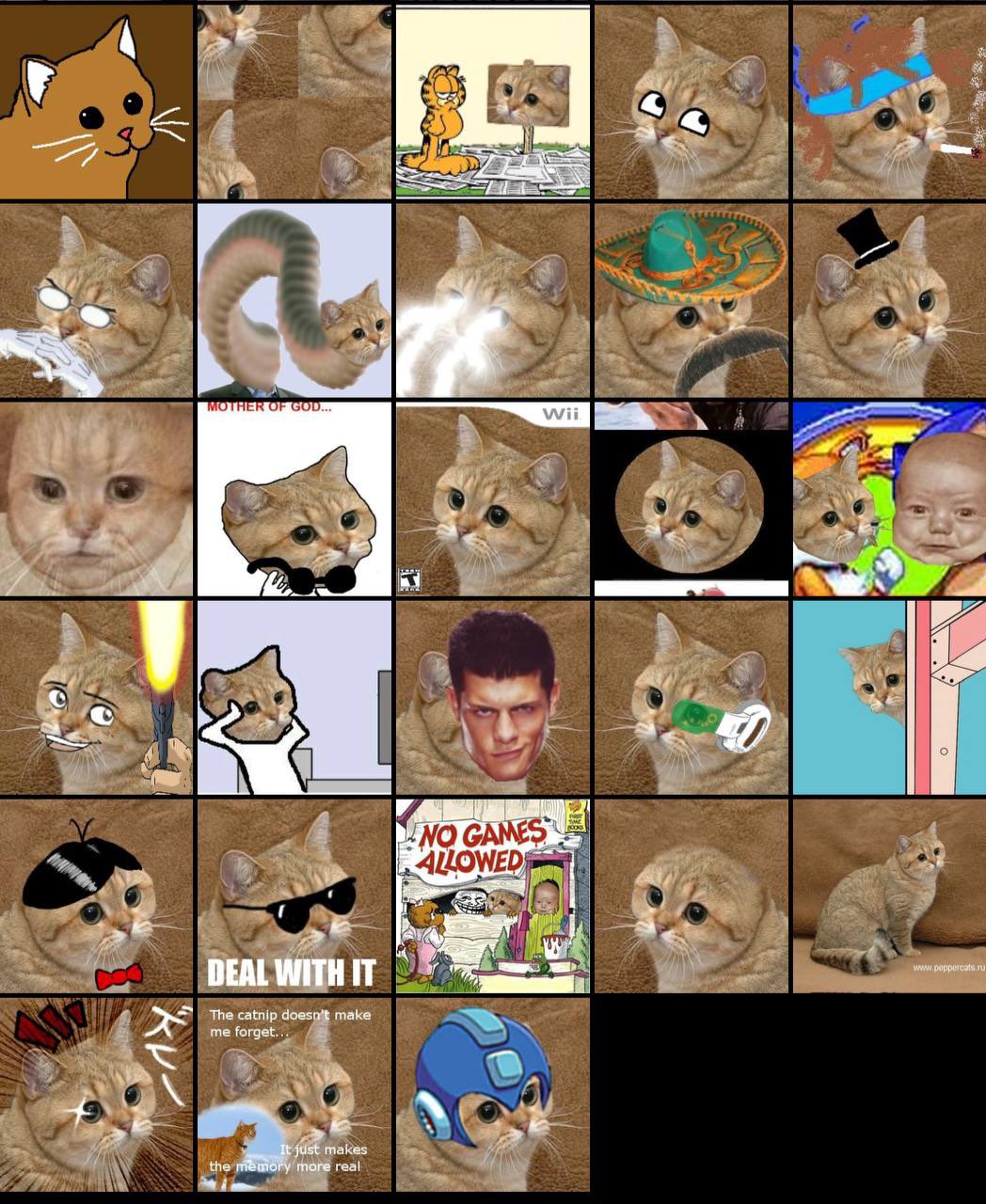 Starecat Doge Why Does My Cat Always Look So Angry? : R/cats