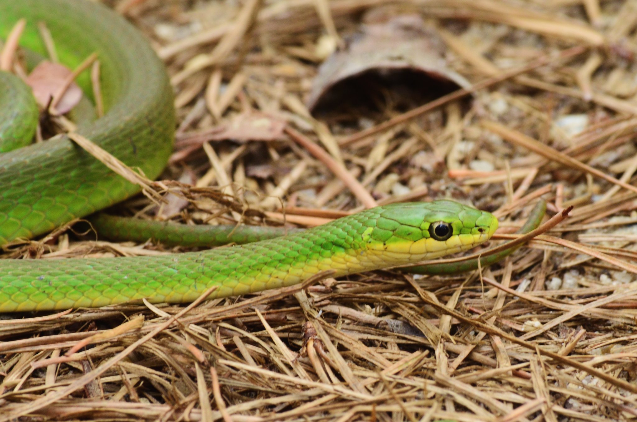 Neon Green Viper Snake Neon Light, Snake Led Sign, Snake Neon Sign,