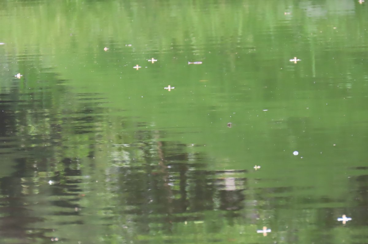 Fragment兎影館｜白座(@Fantas_magorie) - Twilog (ツイログ)