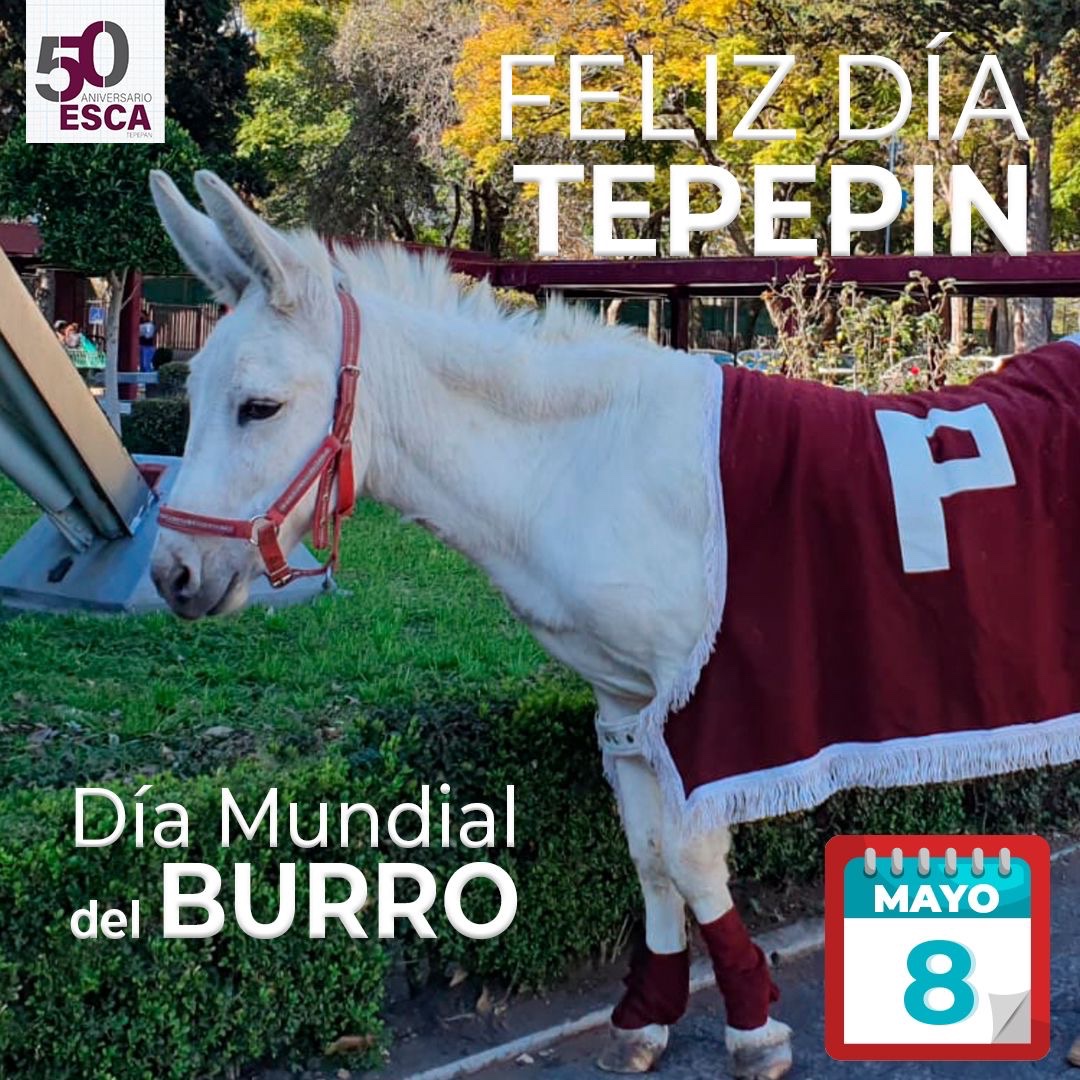 Memes Dia Del Burro El Burro!!!