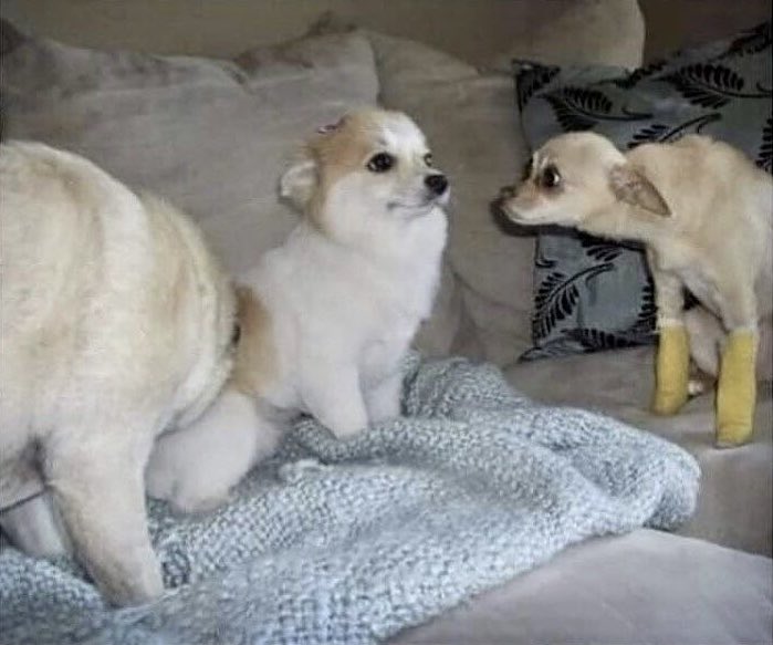 Benzino Dog Meme Thats A Benzino Dog | TikTok