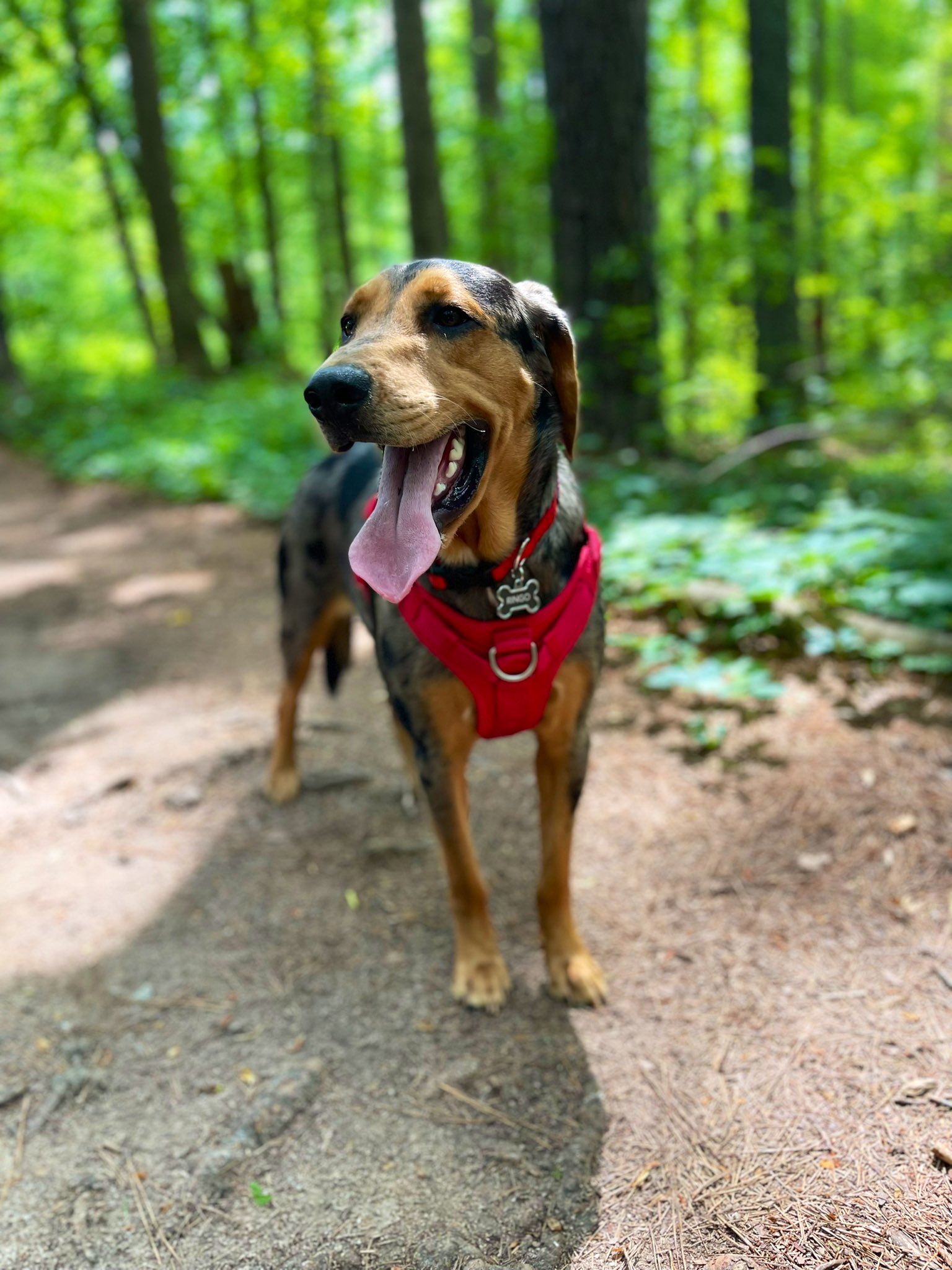 Black And Tan Coonhound German Shepherd Mix