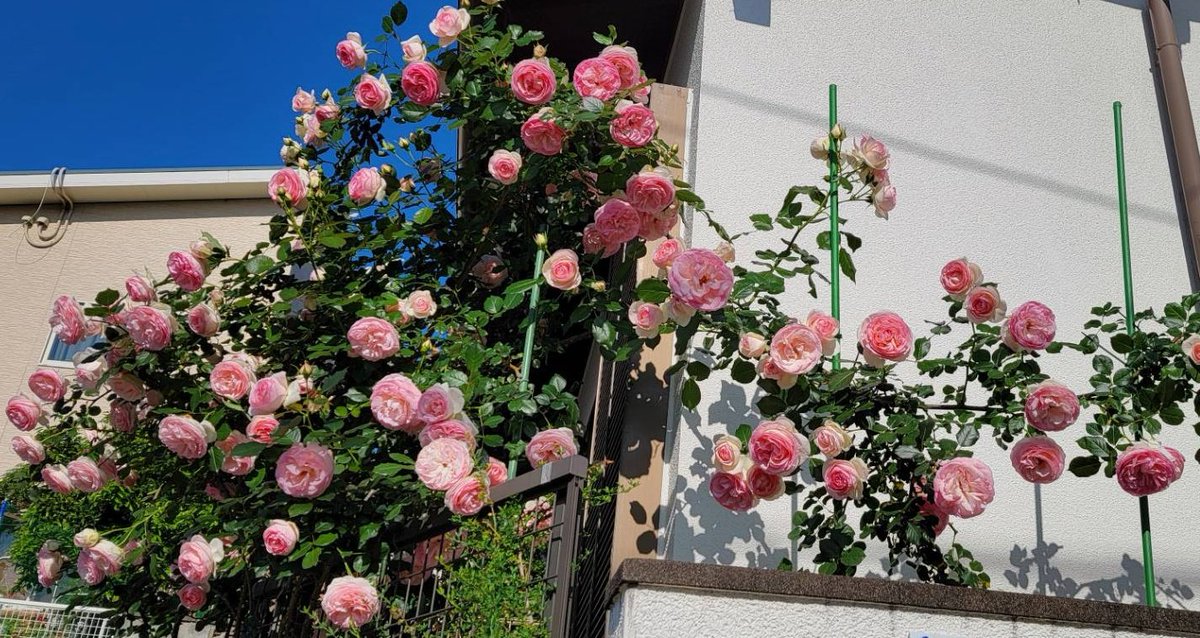 苑生(@Sonoo_Y) - Twilog (ツイログ)