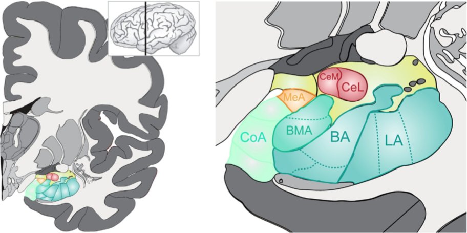 A fear center? A threat detection system? What does the amygdala do? 🧵 ...