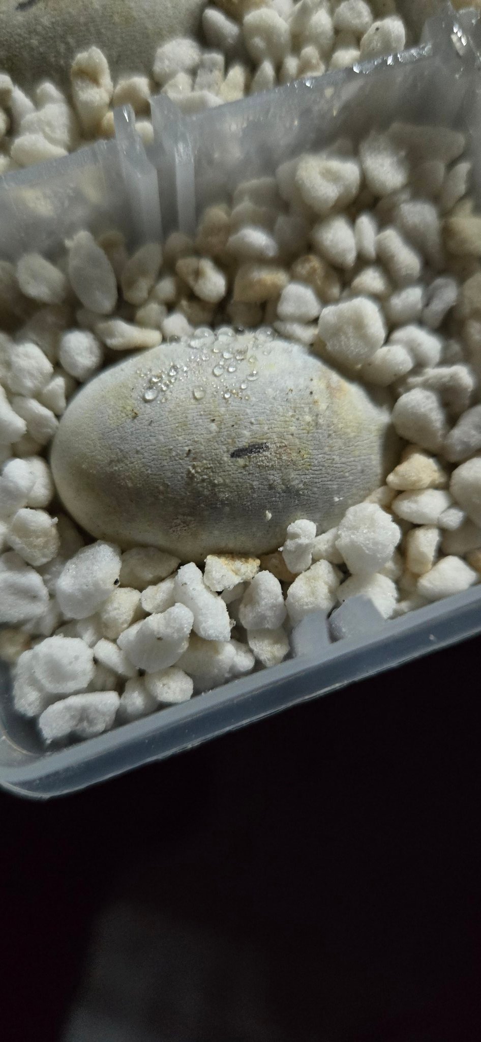 Leopard Gecko Eggs Dented Ok, I Have Eggs. Now What?