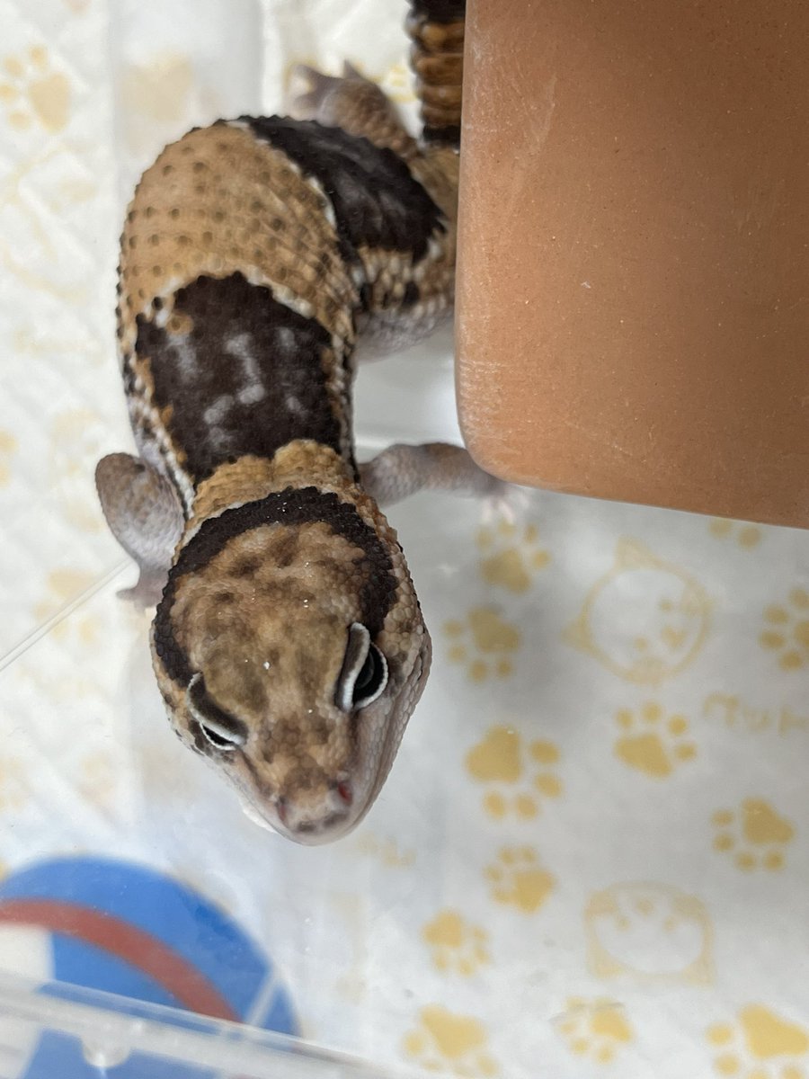 ワンコ@同居人(@monleo_saco) - Twilog (ツイログ)