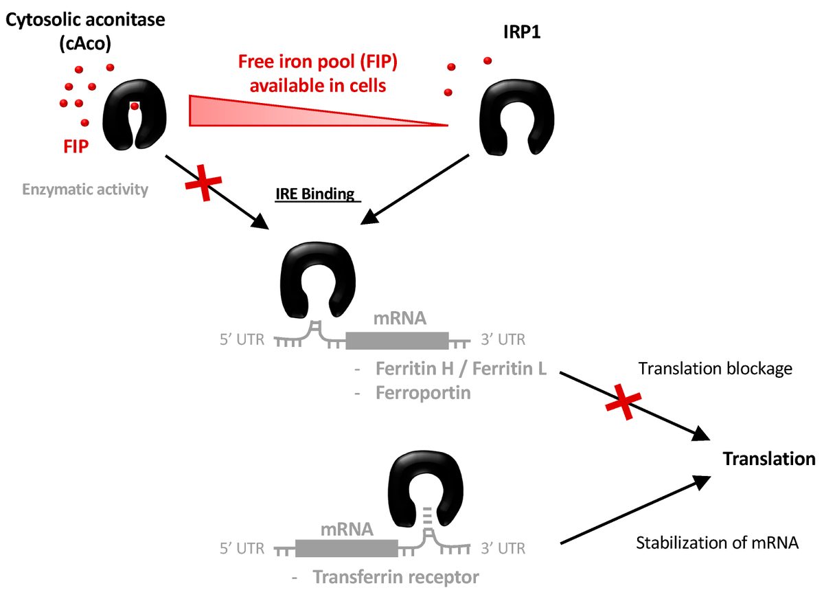 Excess iron leads to oxidative stress, systemic inflammation, dysbiosis ...