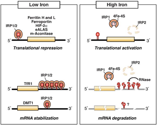 Excess iron leads to oxidative stress, systemic inflammation, dysbiosis ...