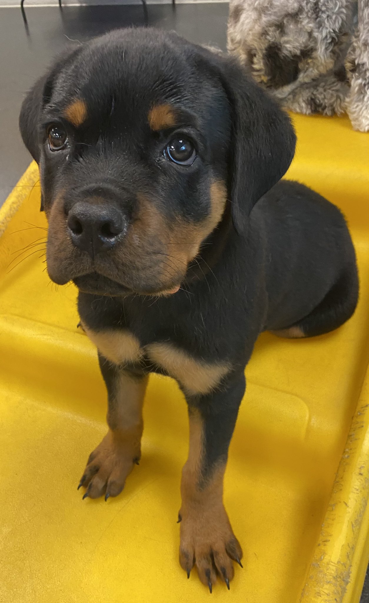 Rottweiler Puppies 2 Months