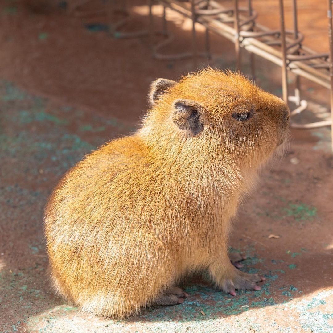 Cute Baby Capybara Adorable Baby Capybaras Arrive At Sydney Zoo