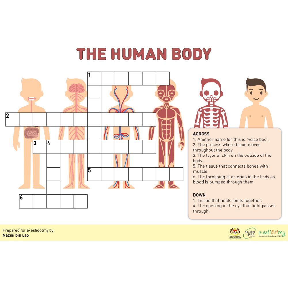 Muscular System Crossword Puzzle Parts Of The Digestive System