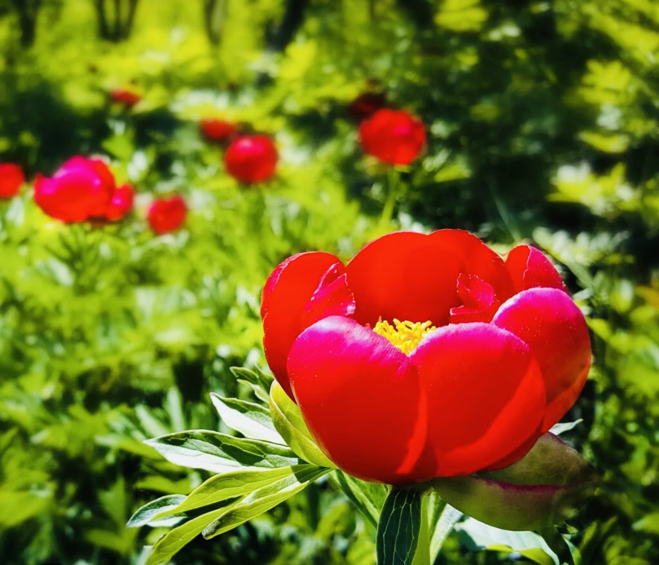 Romania National Flower National Symbols Of Romania Wikipedia