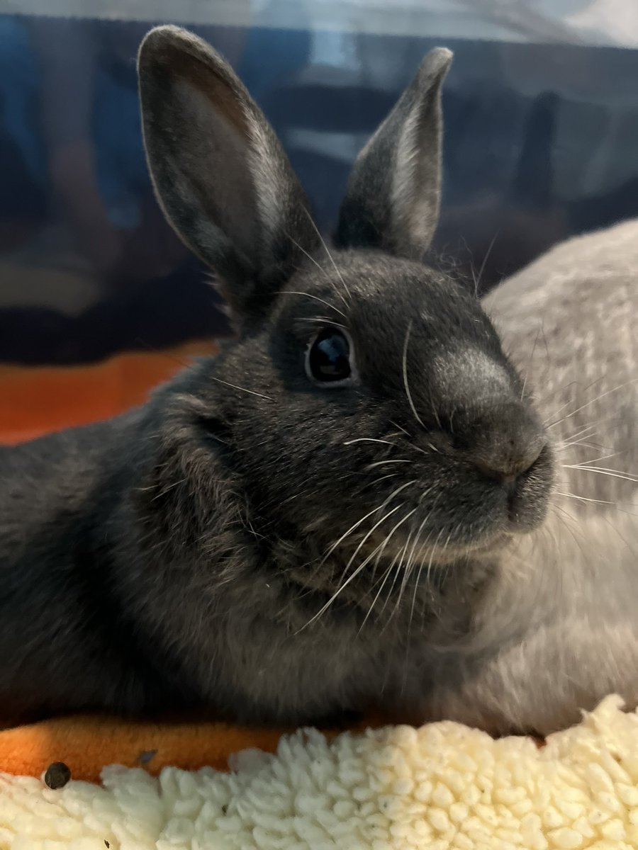 「Reminder that every pin of the disabled 」|starsleepsのイラスト