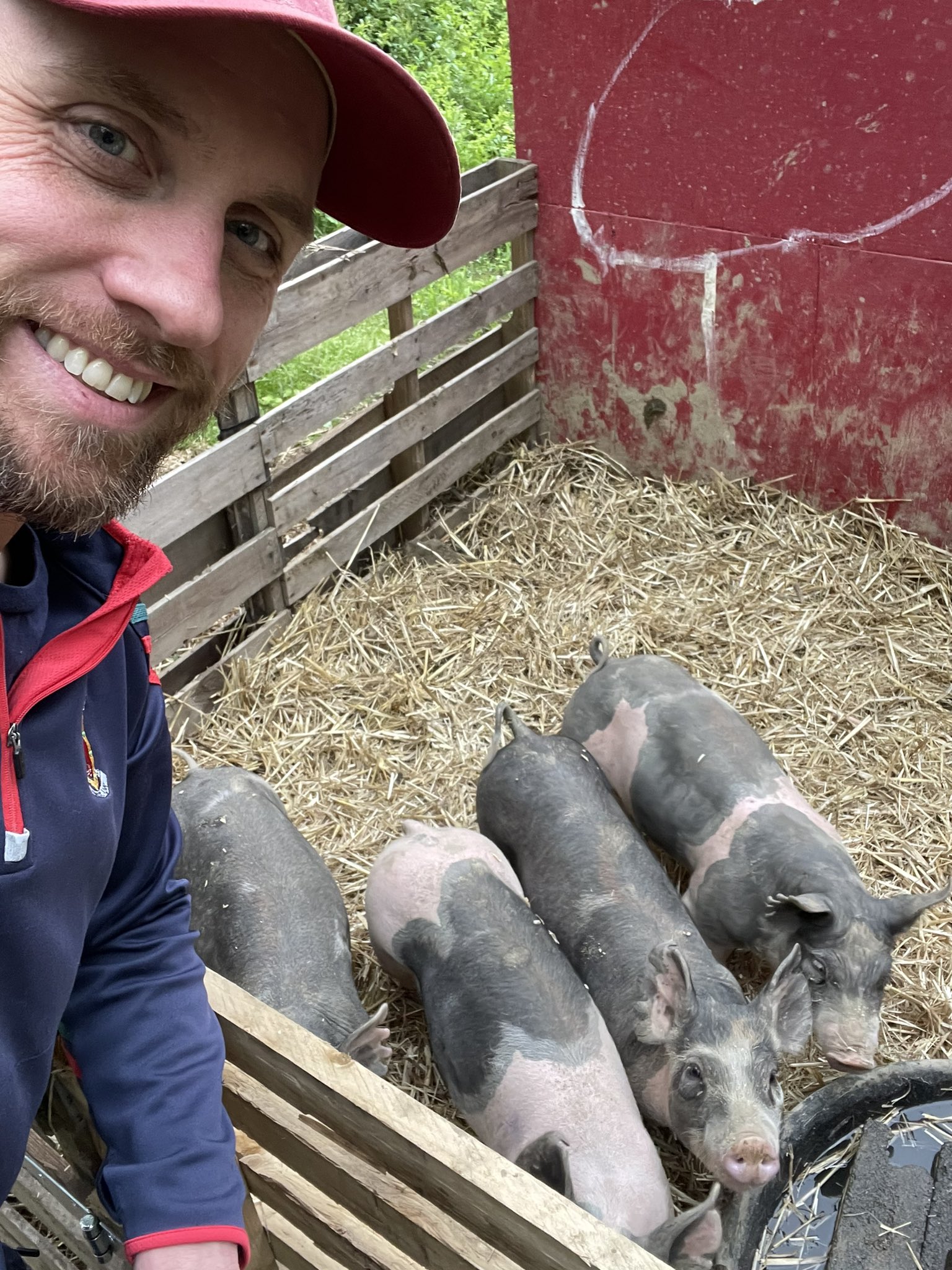 Pigs That Are Pooping Supreme Court Poop Dispute Could Have Big Impact