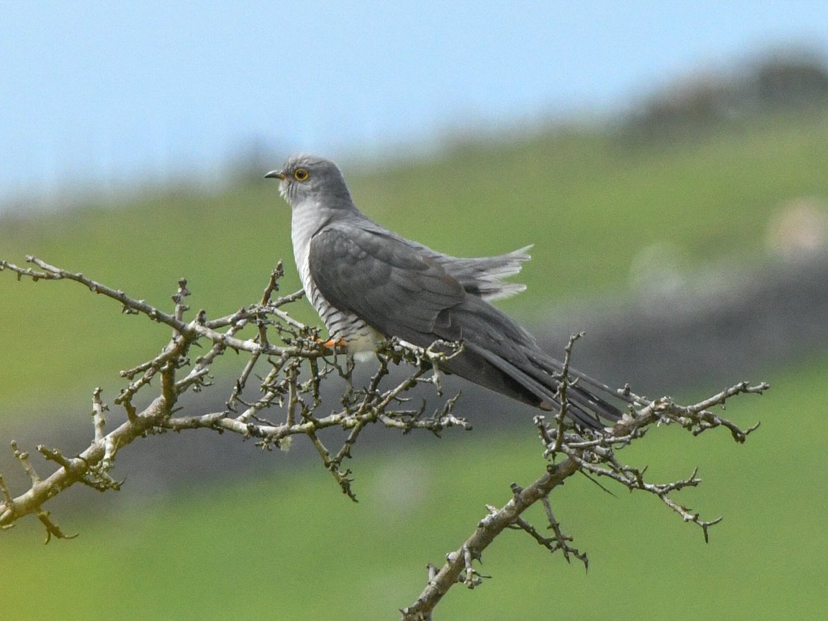 Sunday 4th February 2024 - Cornwall Birds (CBWPS)