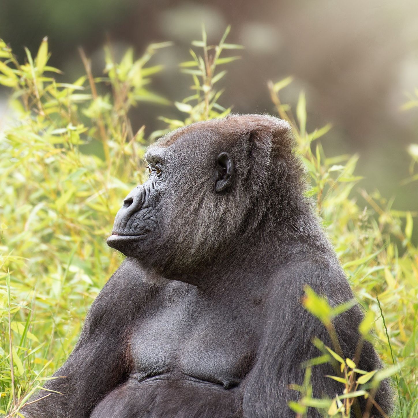 Kishka Jewish Kishka The Cream Of Sausages