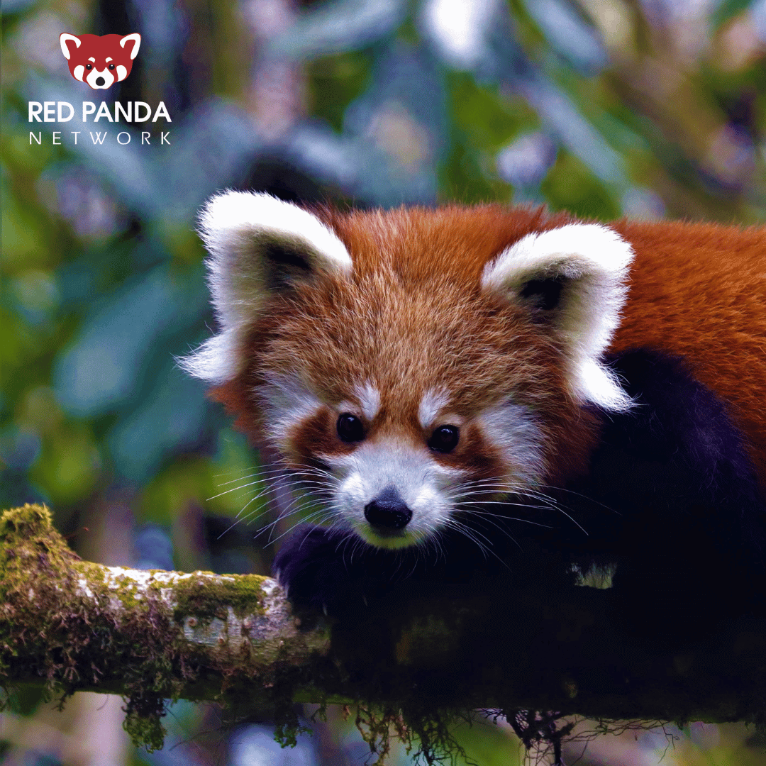 Why Save The Red Panda Red Panda Network Let's Celebrate International