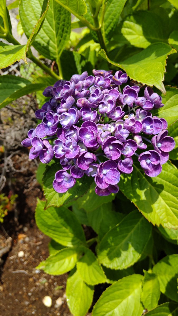 織葉🏝🐰(@oruha_star) - Twilog (ツイログ)