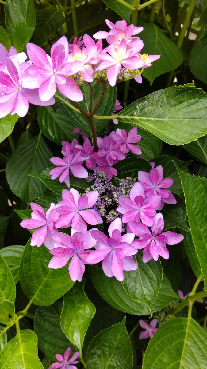 織葉🏝🐰(@oruha_star) - Twilog (ツイログ)