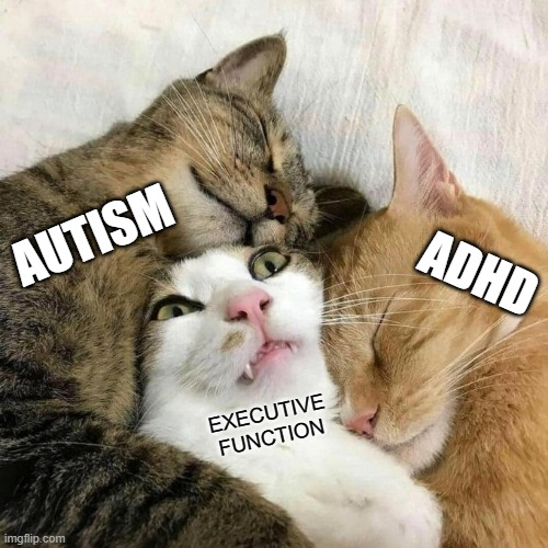 Autistic Cat Memes Caring For An Autistic Cat: Tips And Insights