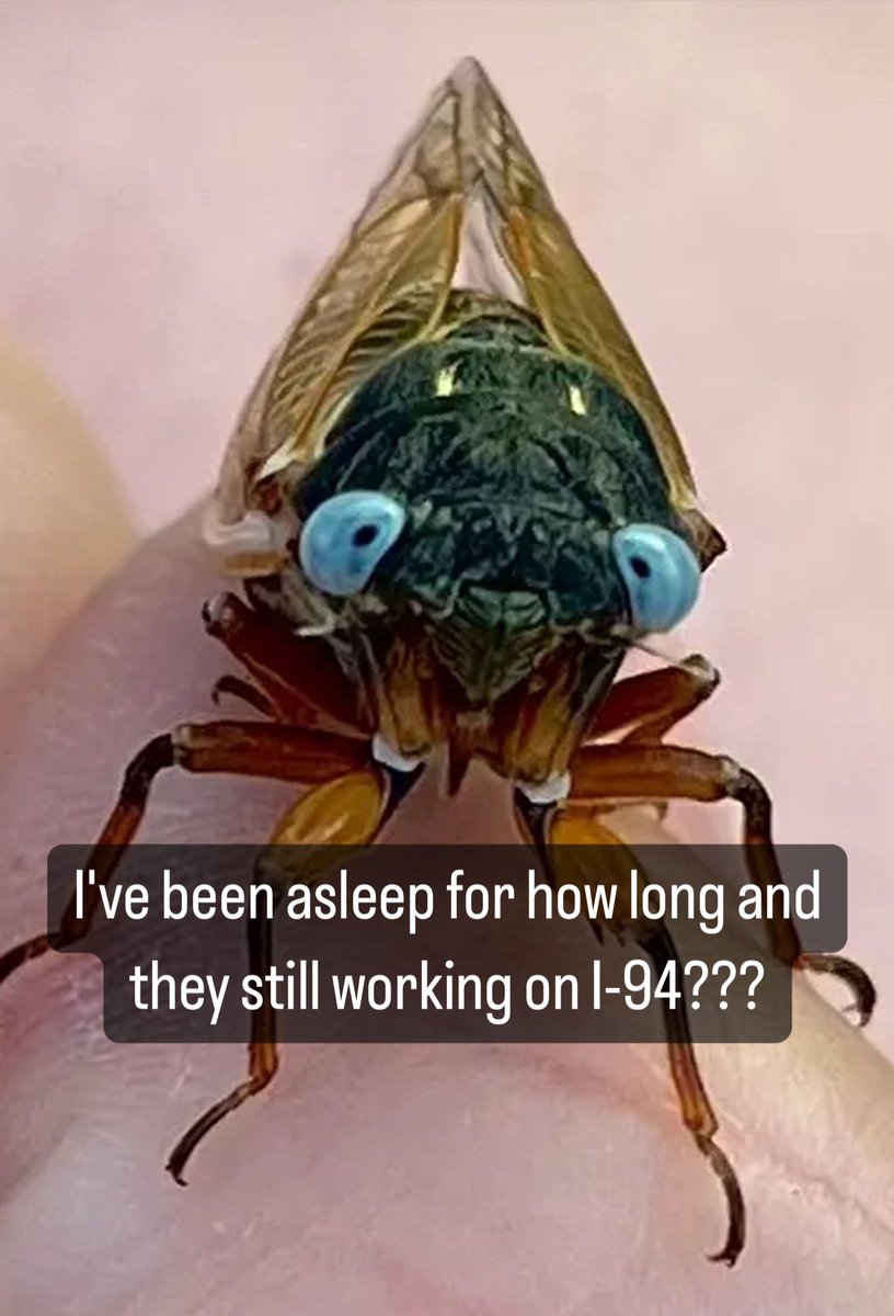 Cicada Wall Memes