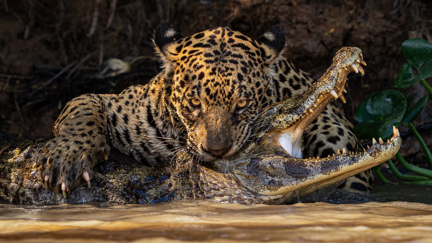 Jaguar Animal Pouncing