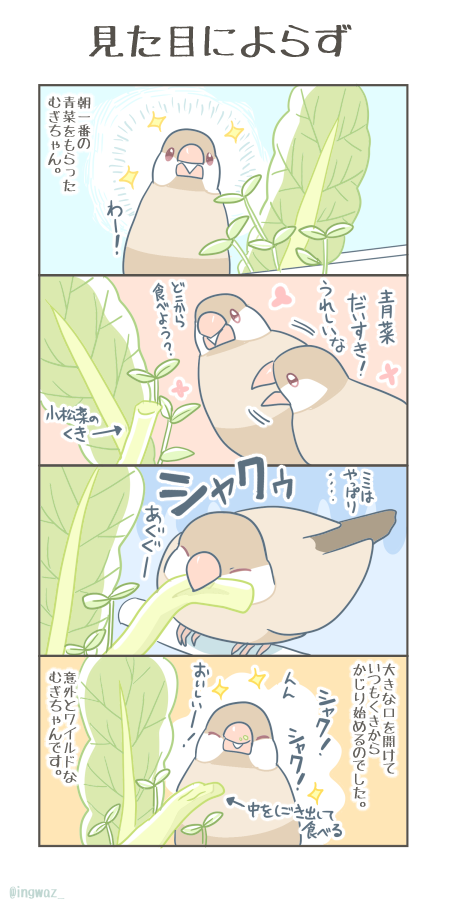 「#COMITIA 新刊①「BUNCHOBOXぶどう」 CDサイズフルカラーの文鳥さん4コマ漫画。今回はゆずさんやさつきち」文/ 新木南生の漫画