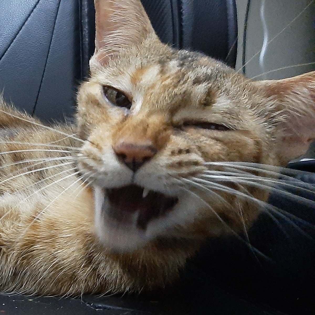 Binky's silly face