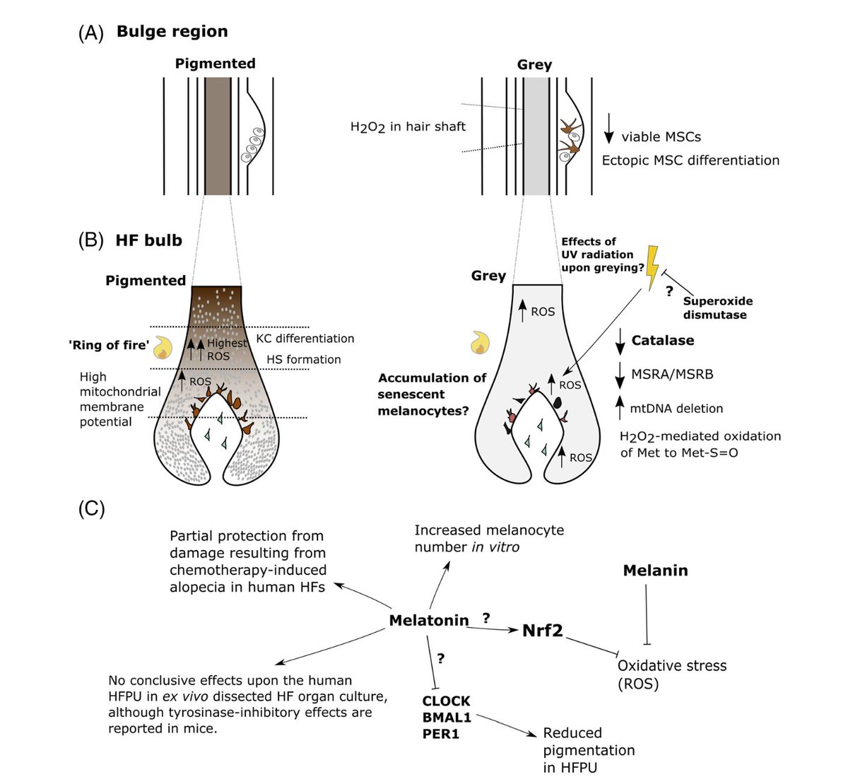 What Causes Hair to Gray? Hair graying is caused by the depletion of ...