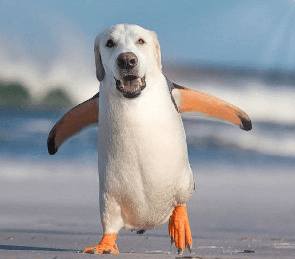 Animal Hybrid Memes