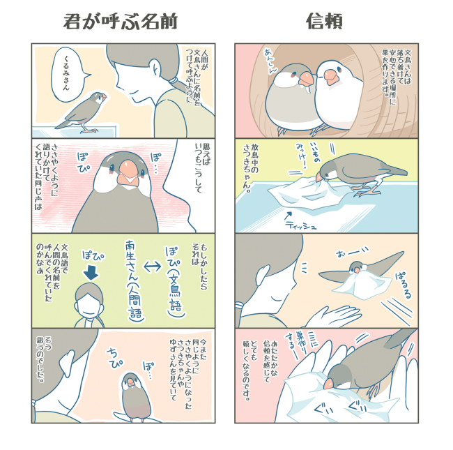 「#COMITIA 新刊①「BUNCHOBOXぶどう」 CDサイズフルカラーの文鳥さん4コマ漫画。今回はゆずさんやさつきち」文/ 新木南生の漫画