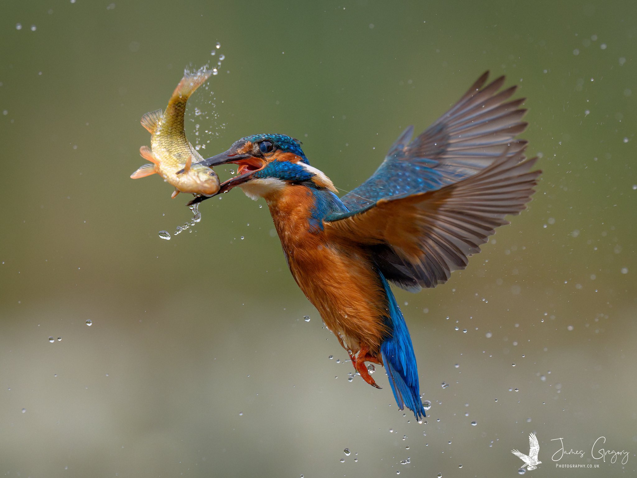 Kingfisher Catching Fish Wallpaper 60+ Victorious Kingfisher Stock