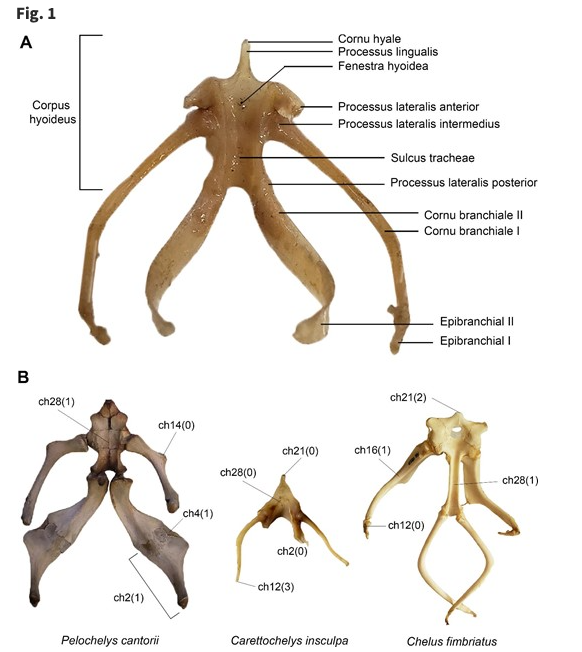 Hyoid Apparatus
