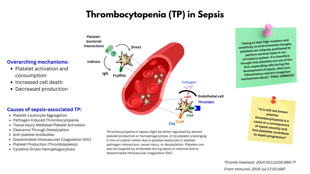 1/3 THROMBOCYTOPENIA (TP) IN SEPSIS 1. Thrombocytopenia occurs in about ...