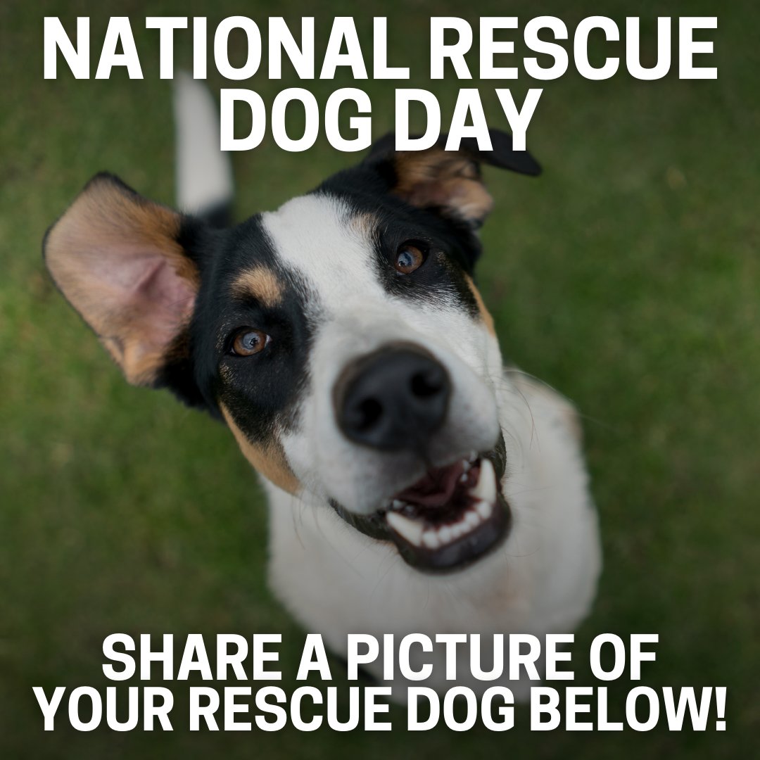 National Dog Day Memes Dogs International Dog Day GIF By BuzzFeed
