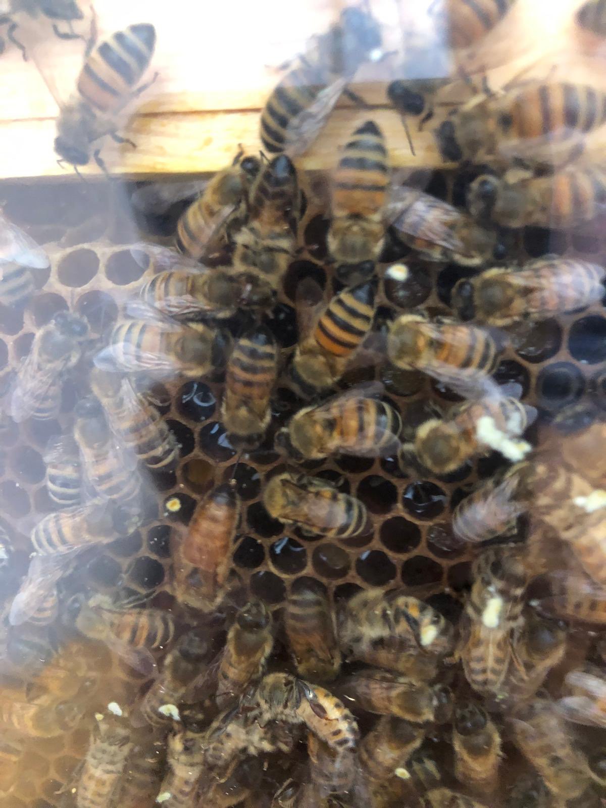 Queen Honey Bee Mating Queen Honey Bee Mating Hi Res Stock Photography