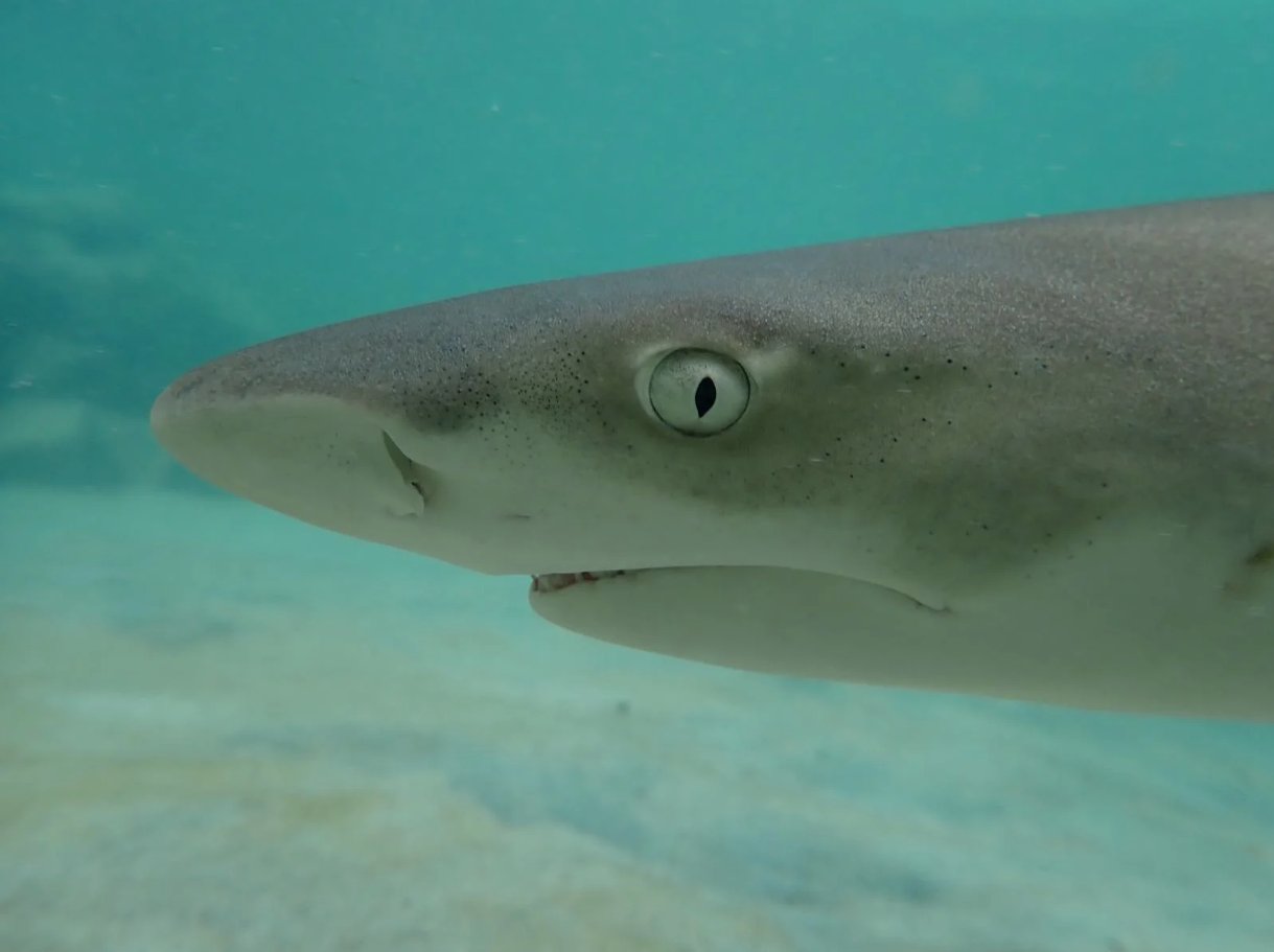 Baby Lemon Sharks Under Belly 449 Lemon Shark Stock Photos, High Res