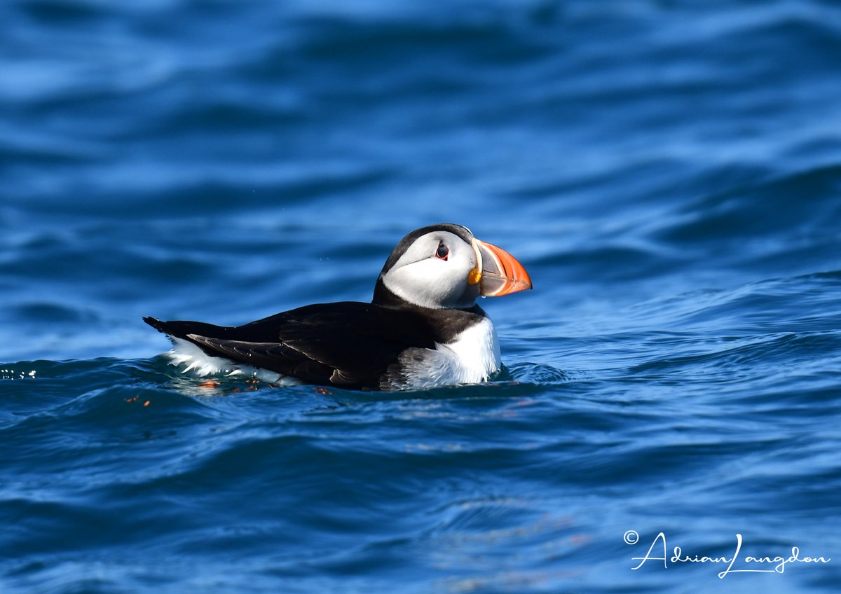 What’s that Bird? - Identification masterclasses with Paul Freestone ...