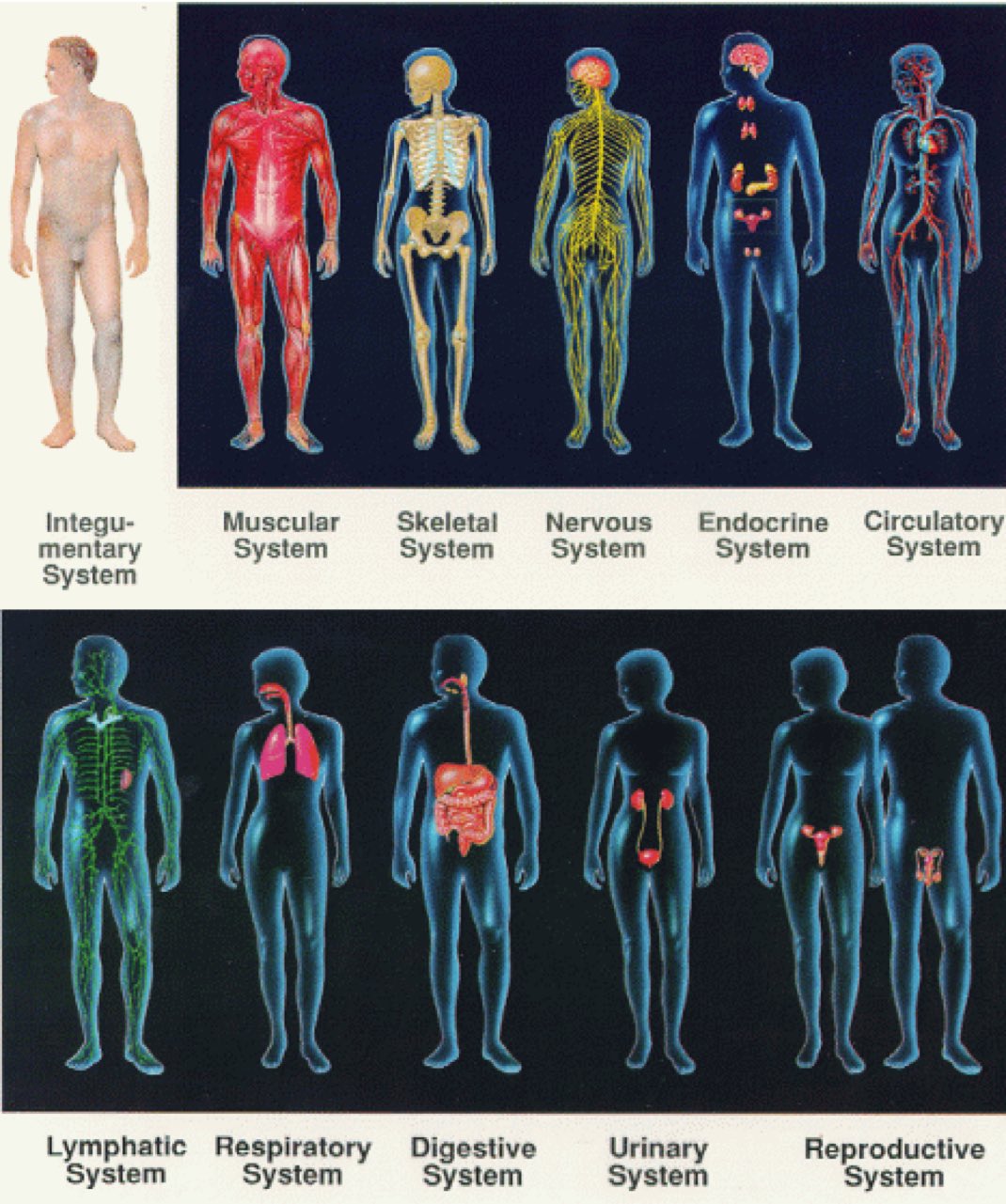 What Are The 11 Systems Of The Human Body And Their Human Systems