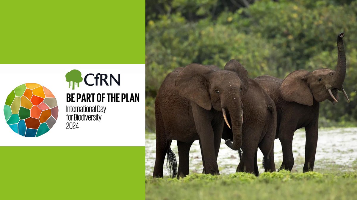 CfRN COP27 2022 - Coalition for Rainforest Nations