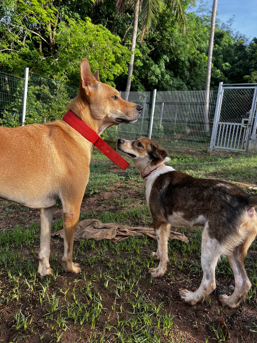 Niall Harbison's Threads – Thread Reader App