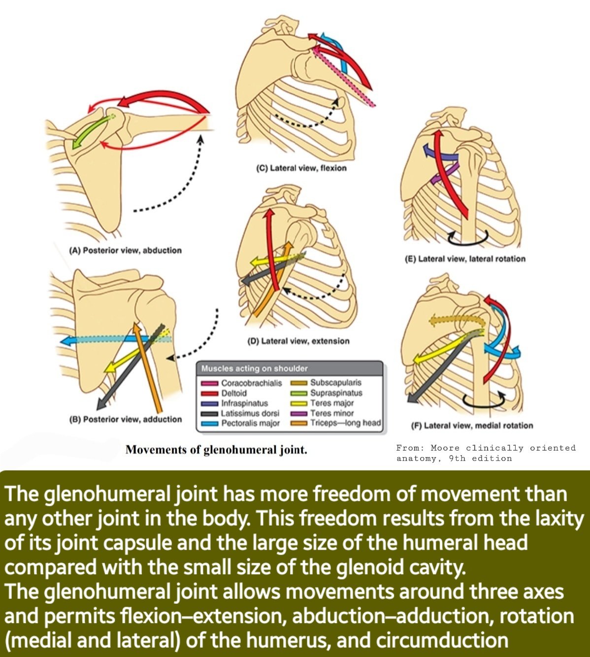 Different Joint Movement Joint Movement | TPT