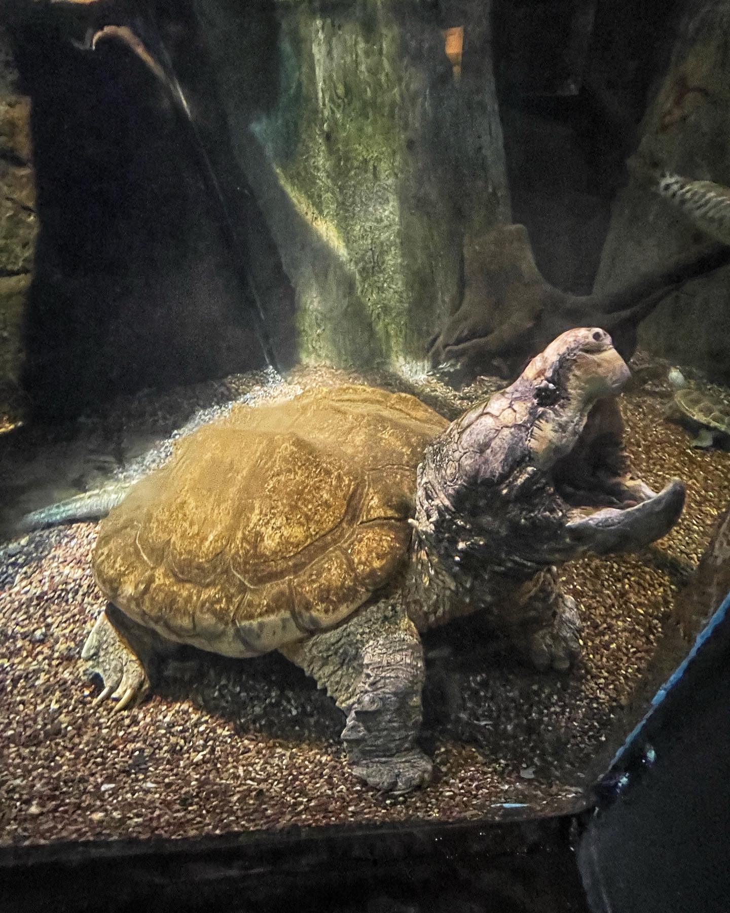 Biggest Snapping Turtle In The World