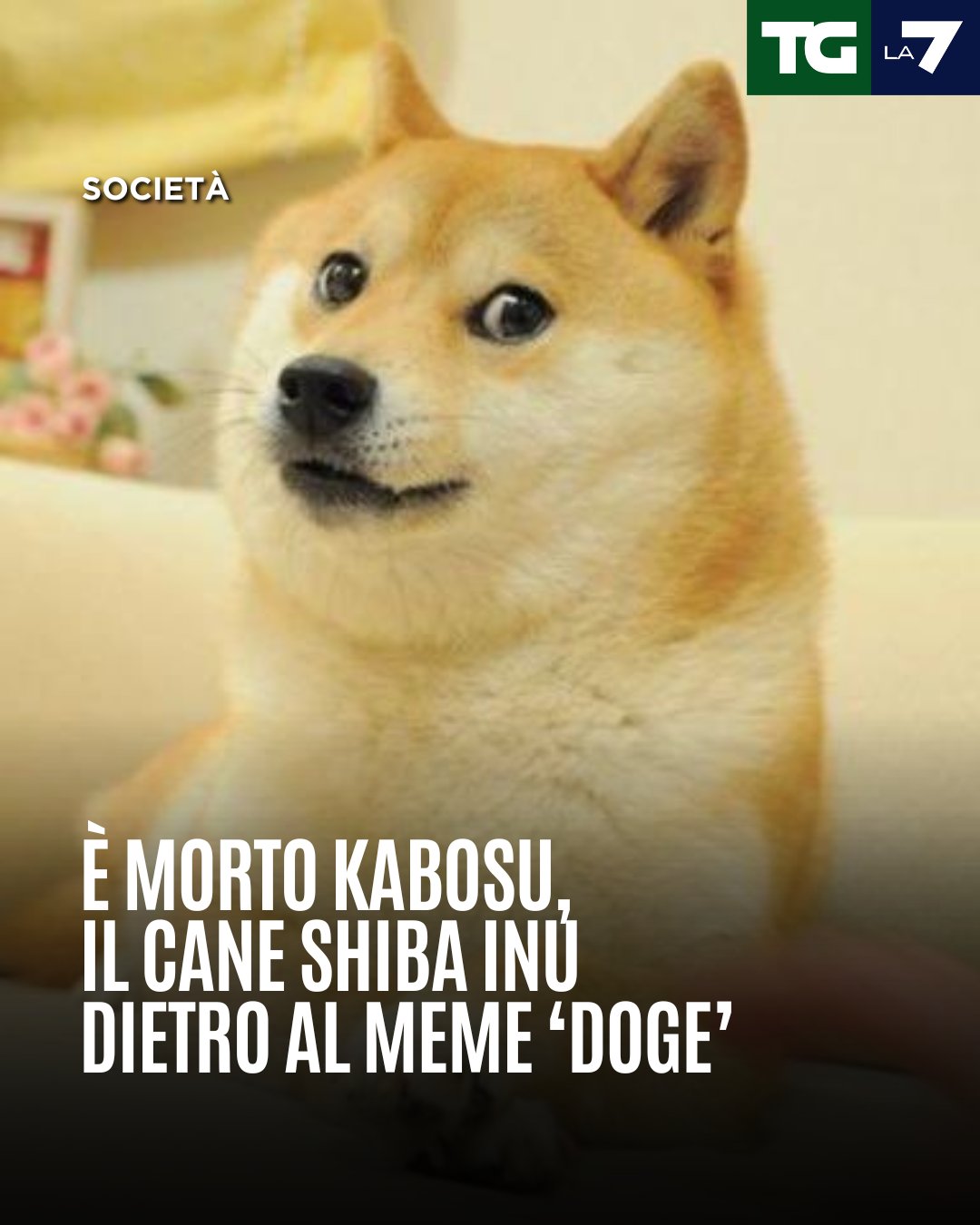 Meme Del Cane Meme Del Cane Immagini Senza Sfondo E Foto Stock