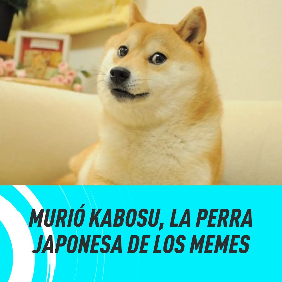 Memes Del Perro Doge