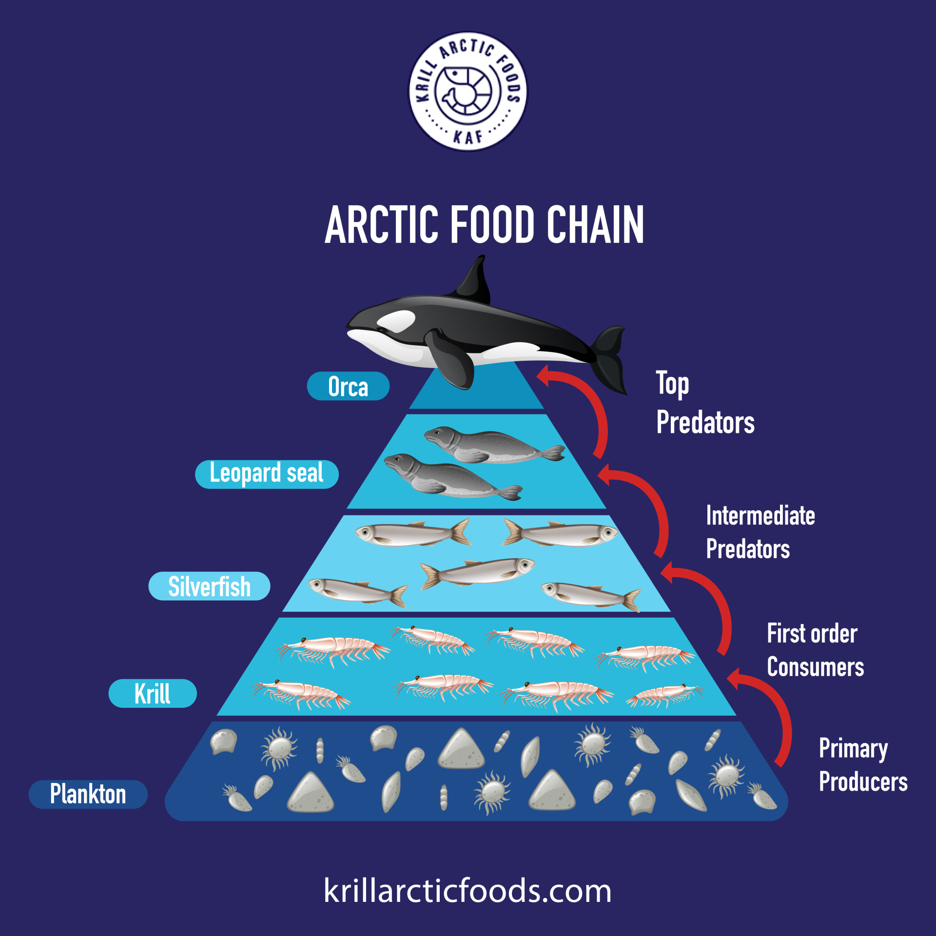 Arctic Food Pyramid